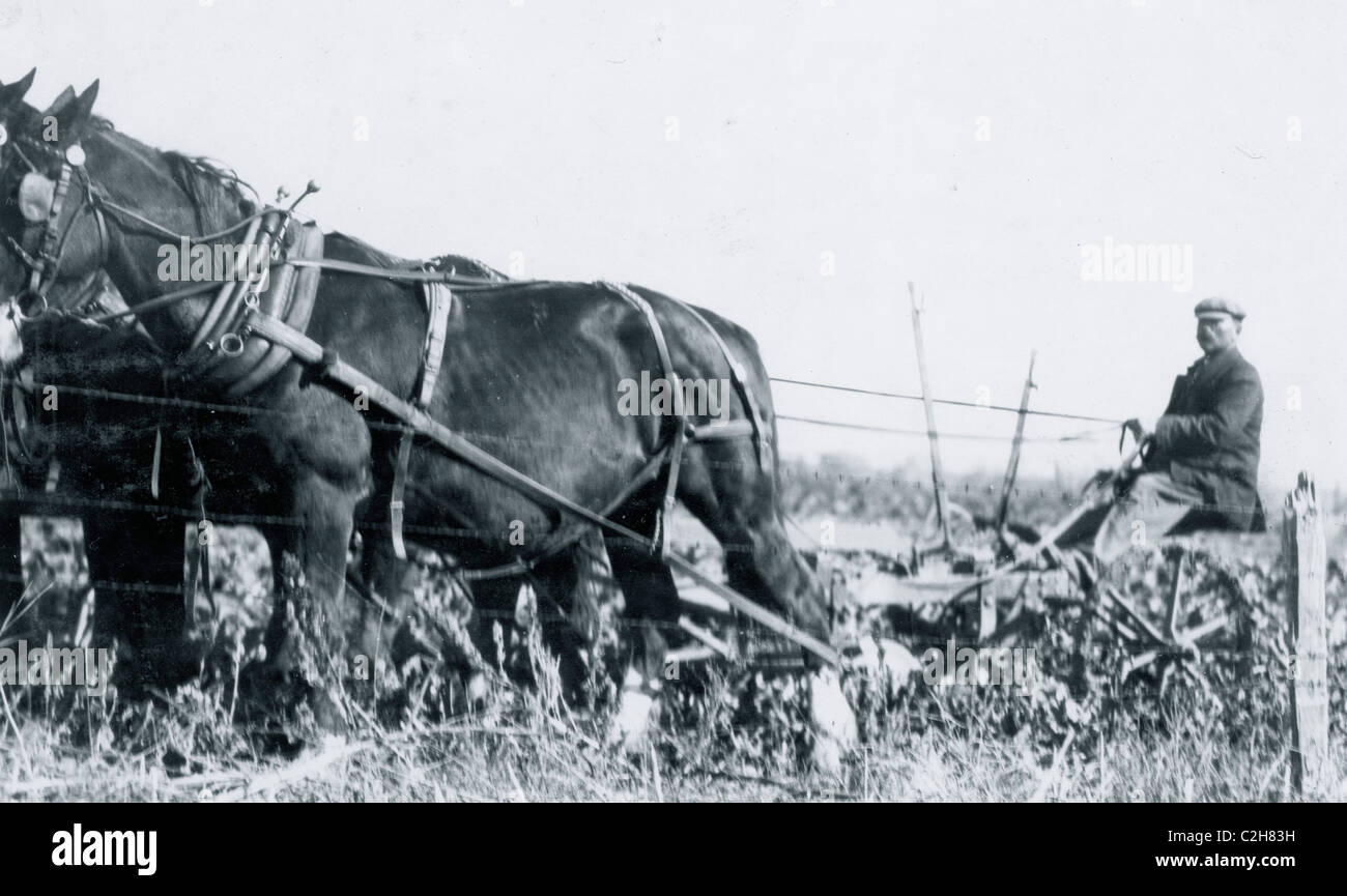 A Giddings beet-puller, drawn by 4 horses. The two knives pass along ...