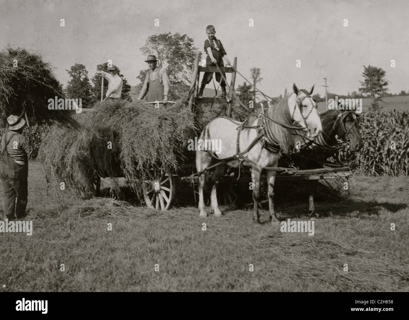 Eight-year old Jack driving load of hay Stock Photo - Alamy