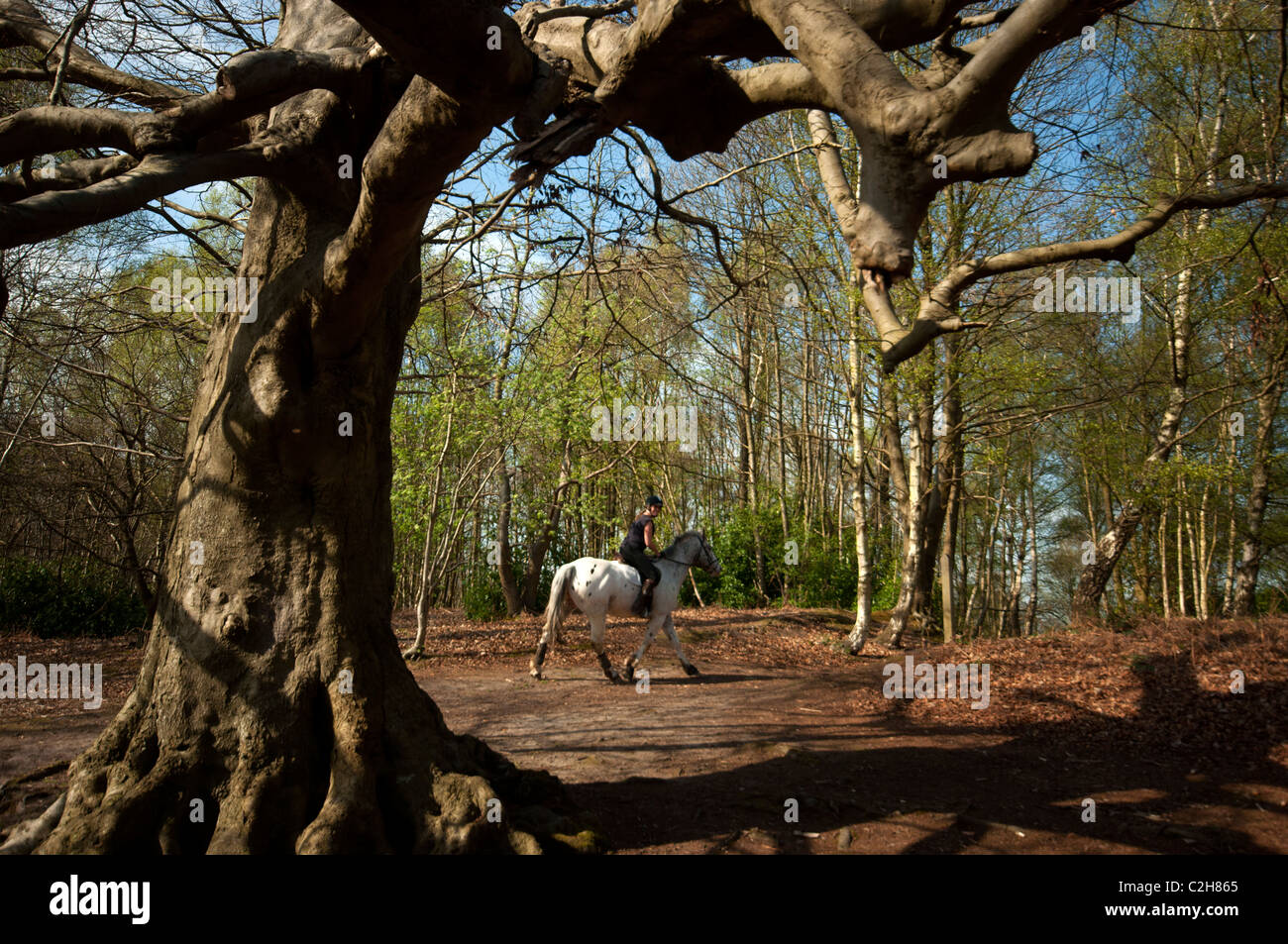 Horse rider riding passing a Beech tree in forest kent countryside ...