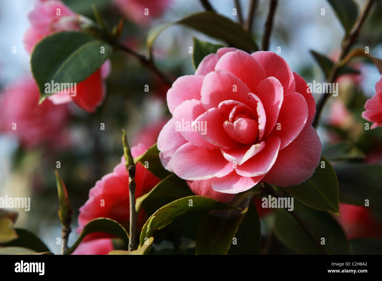 beautiful rose flower on the blossoming tree Stock Photo - Alamy