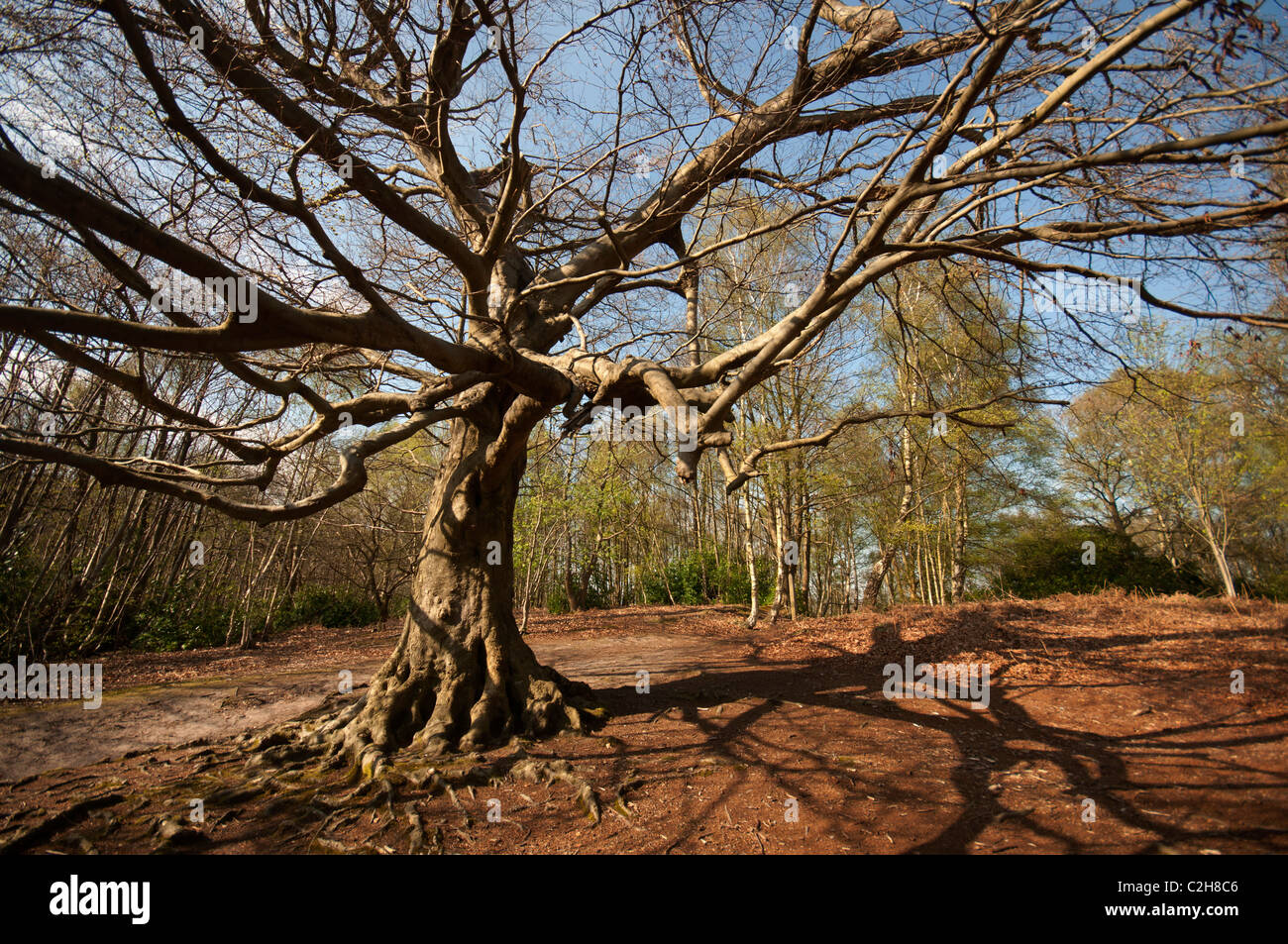Beech tree kent hi-res stock photography and images - Alamy