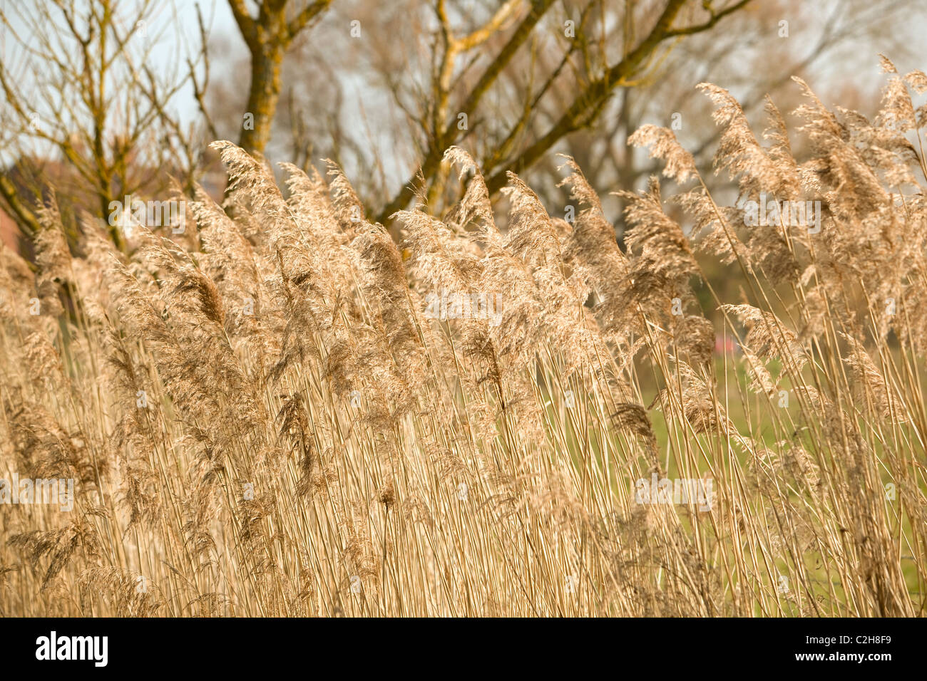 reeds growing from streams Salisbury England UK Stock Photo - Alamy