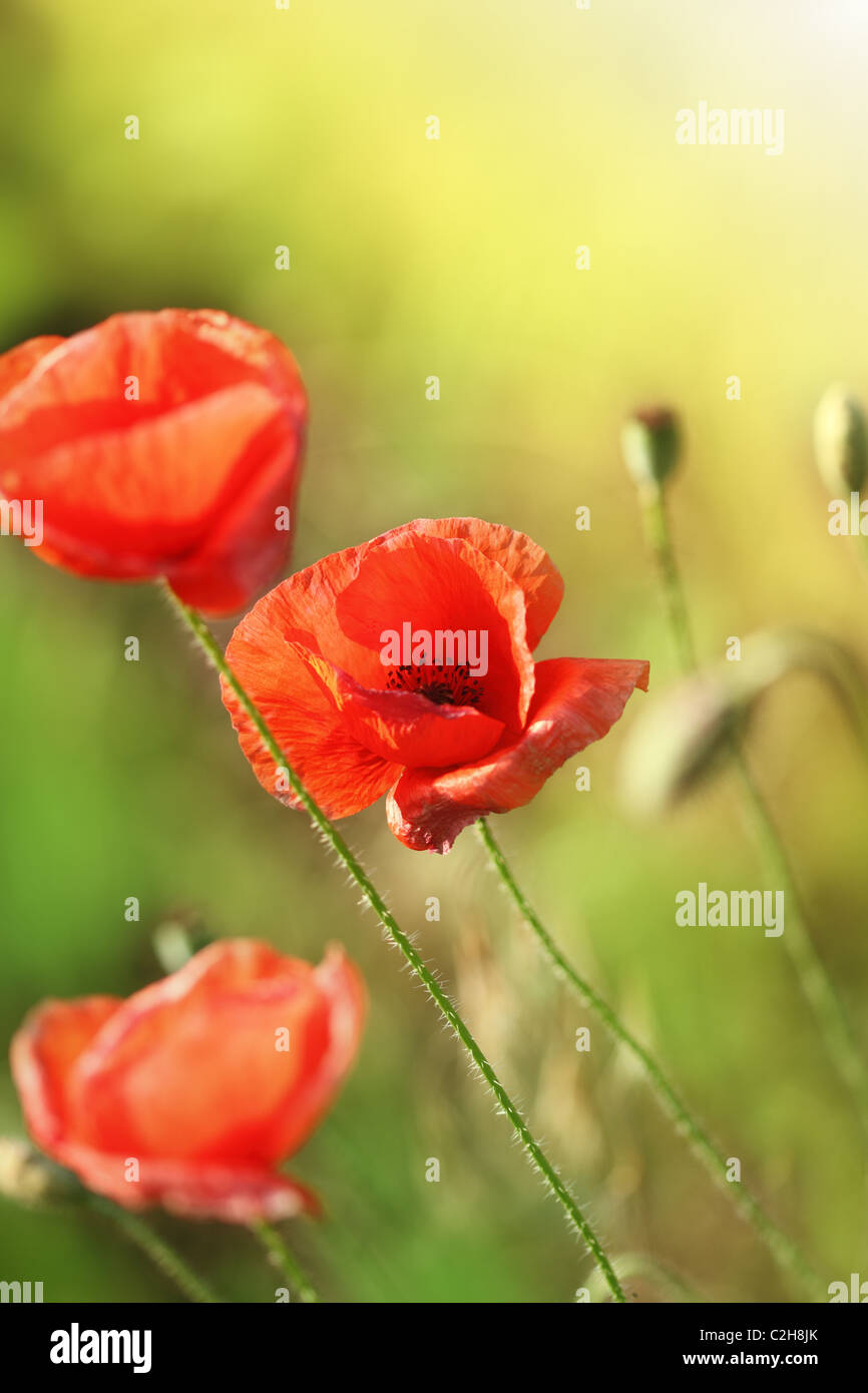 Beautiful red poppies on the summer field Stock Photo - Alamy