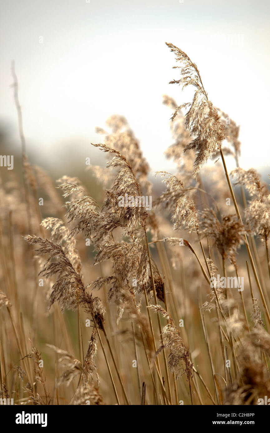 Salisbury Plain River High Resolution Stock Photography and Images - Alamy