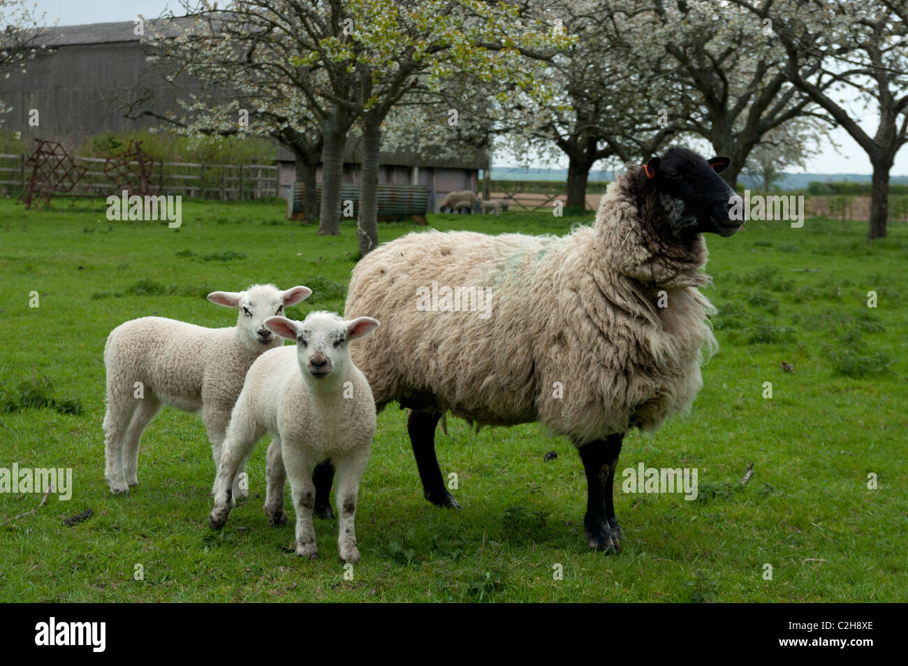 Sheep and newborn lambs in Old Kent Cherry Orchard planted in the 1940s ...
