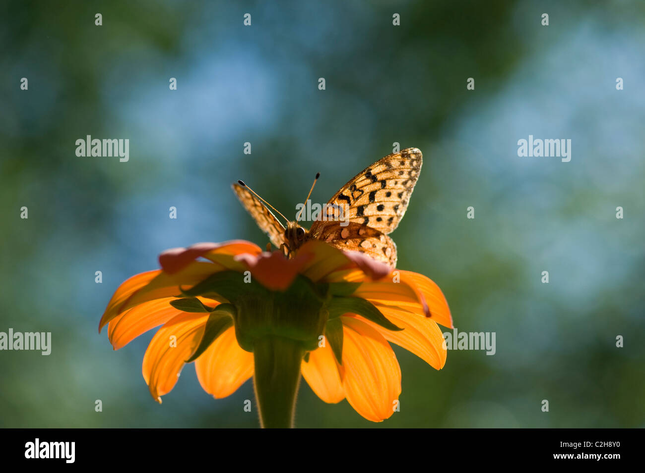 Lake Of The Woods, Ontario, Canada; Butterfly Gathering Nectar From ...