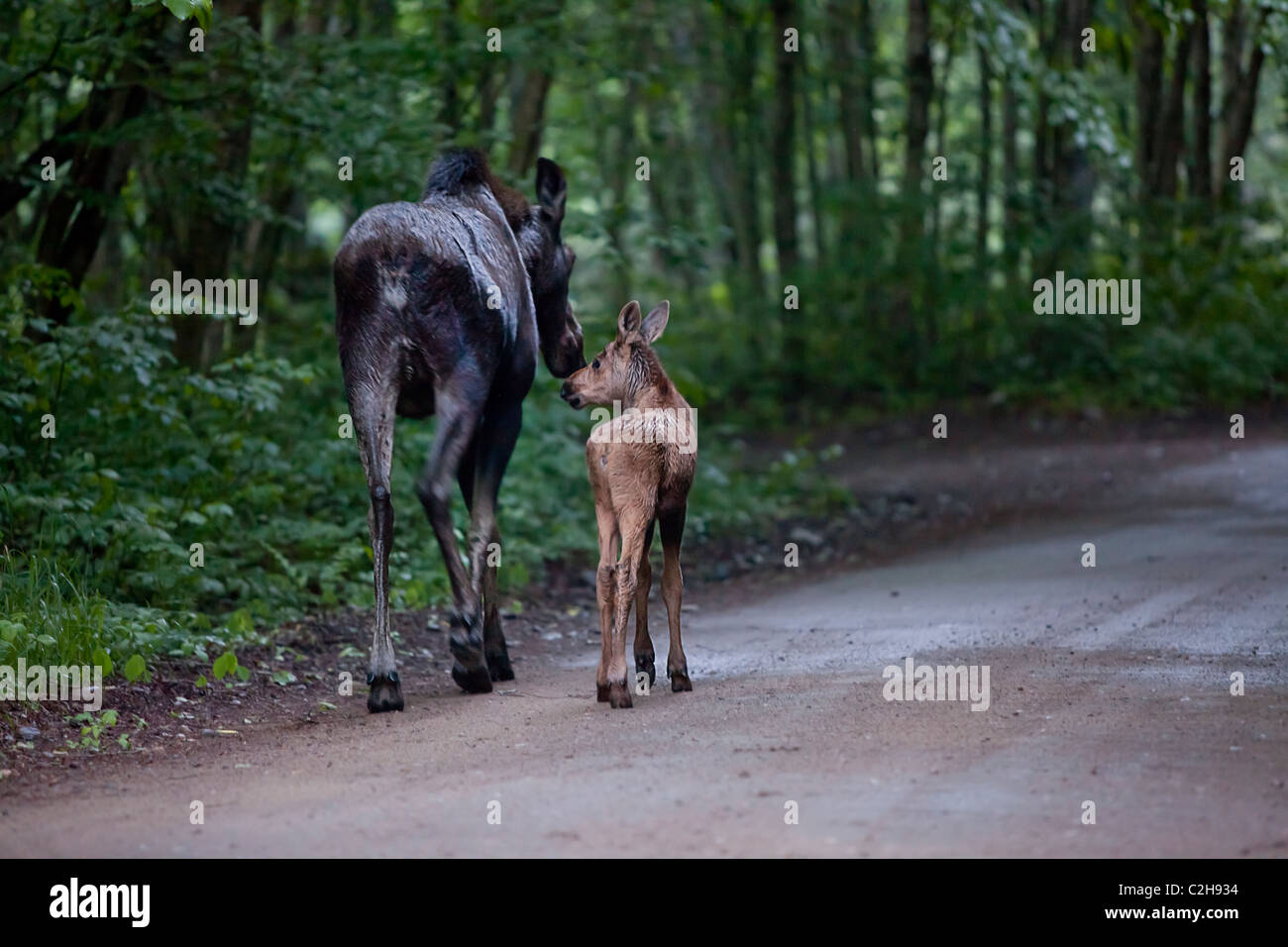 Moose in the forest, Jacques Cartier National Park, Quebec, Canada ...