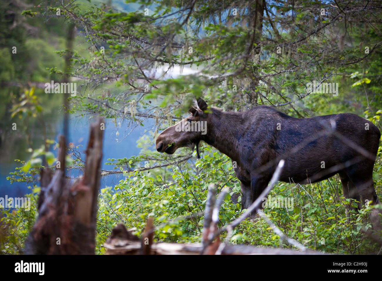 Moose in the forest, Jacques Cartier National Park, Quebec, Canada ...