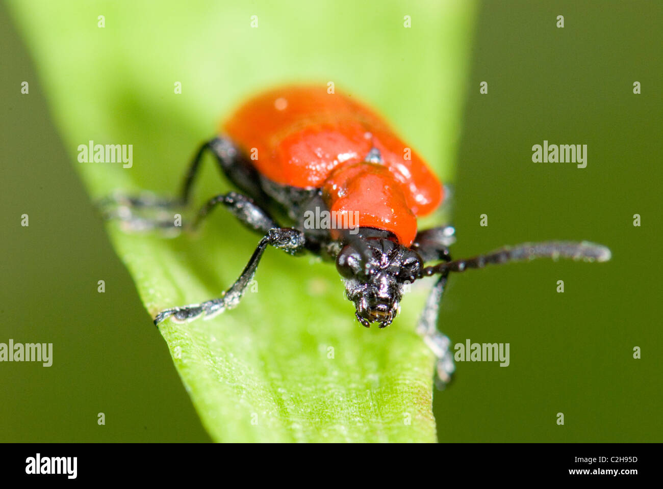 Squeaking beetle hi-res stock photography and images - Alamy