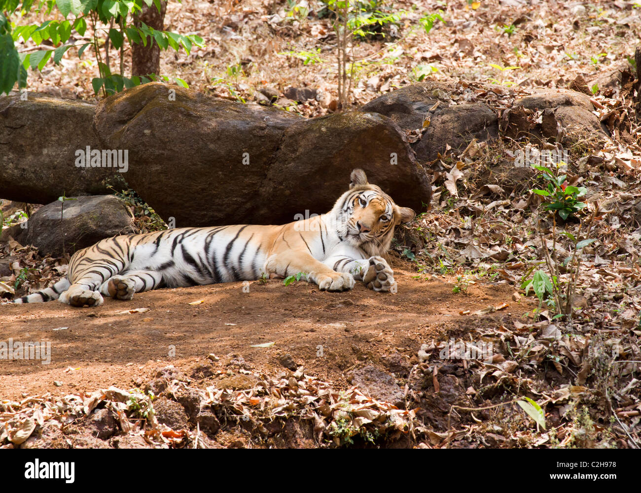 A tiger resting in the shade at Bondla, Goa, India Stock Photo - Alamy