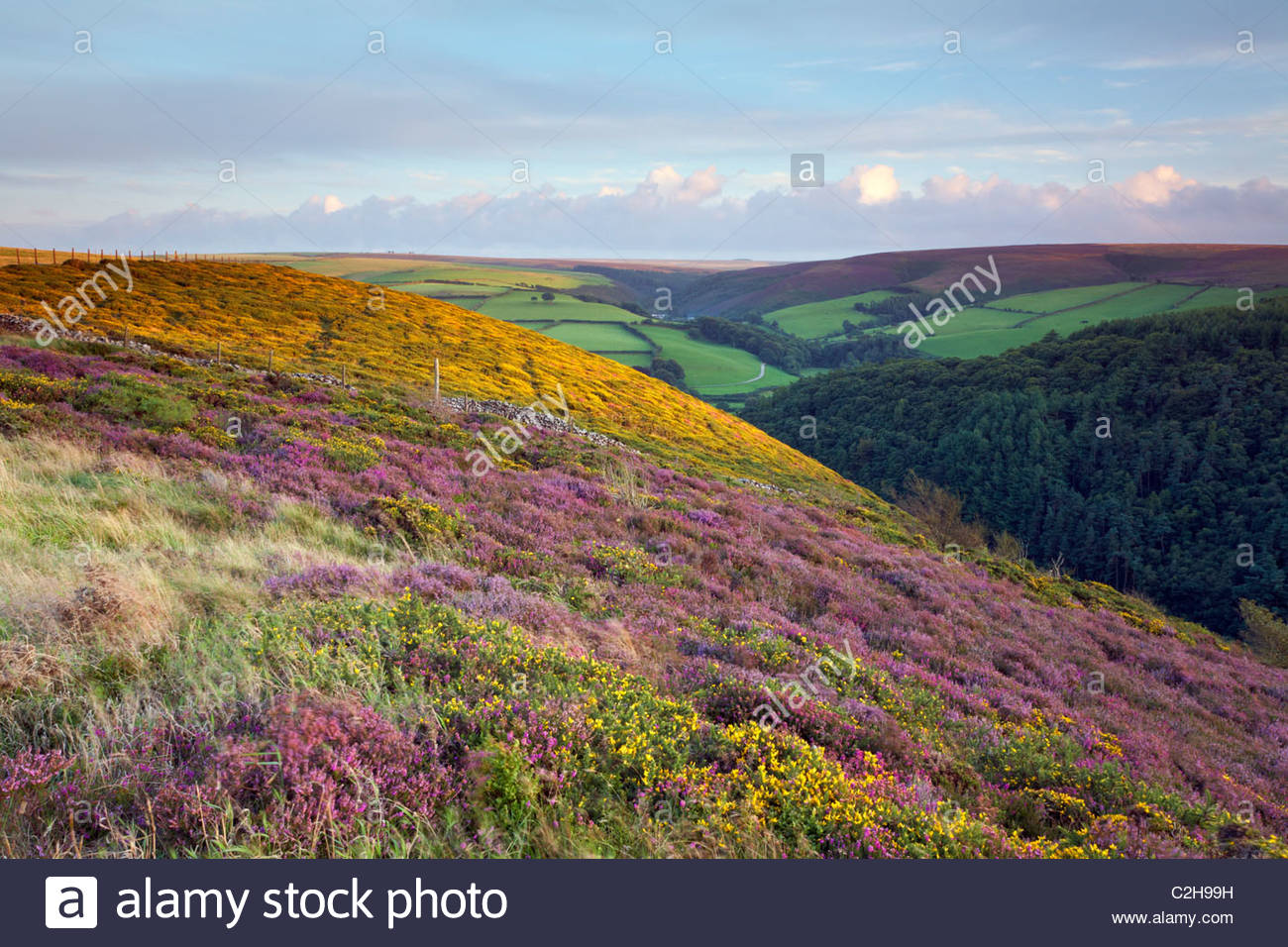 County Flower Of Devon High Resolution Stock Photography and Images - Alamy