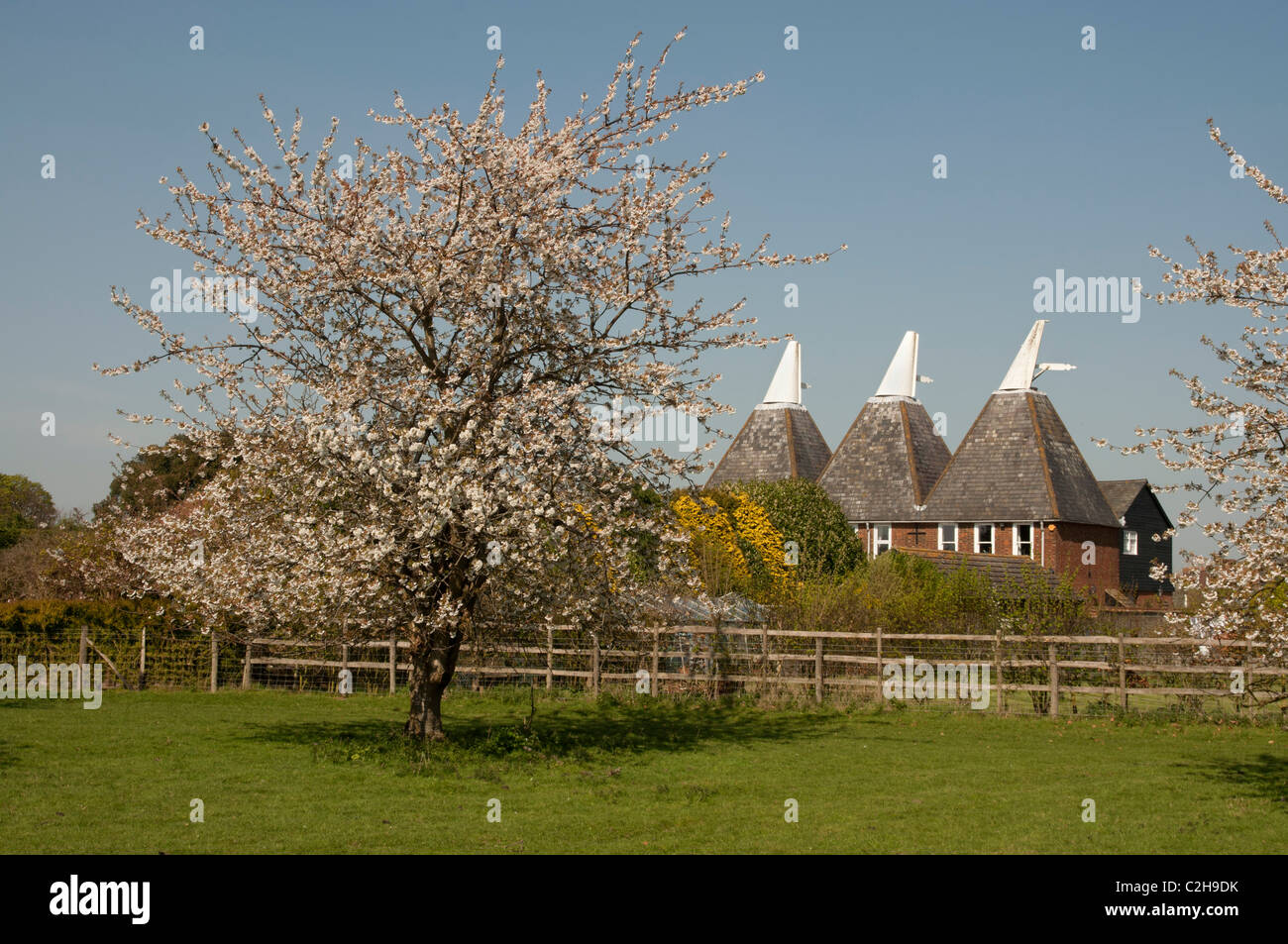 Blossom orchard kent hi-res stock photography and images - Alamy