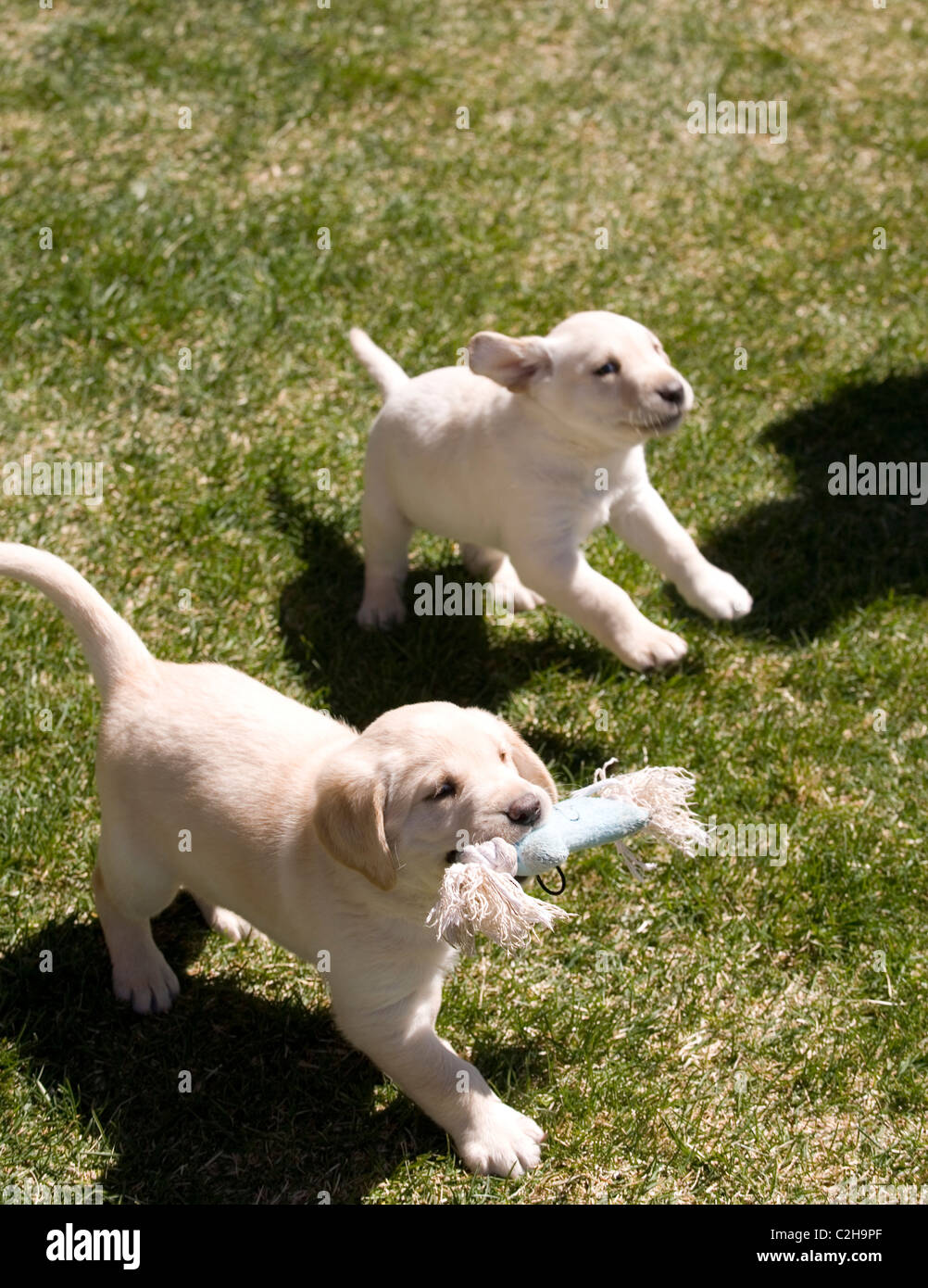 Playful yellow labrador puppy jumping hi-res stock photography and ...
