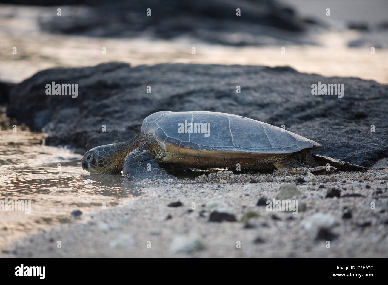 Honu sea turtle headed back to the ocean after night on beach Stock ...