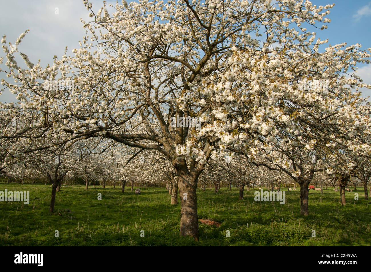 Old Kent Cherry Orchard planted in the 1940s, in blossom England UK ...