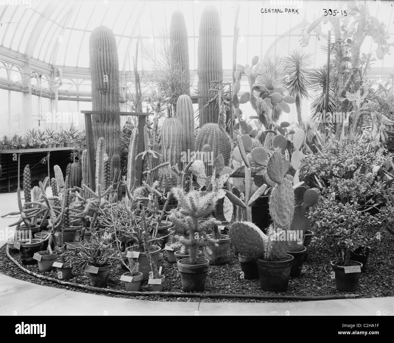 Central Park Cactus Show Stock Photo - Alamy