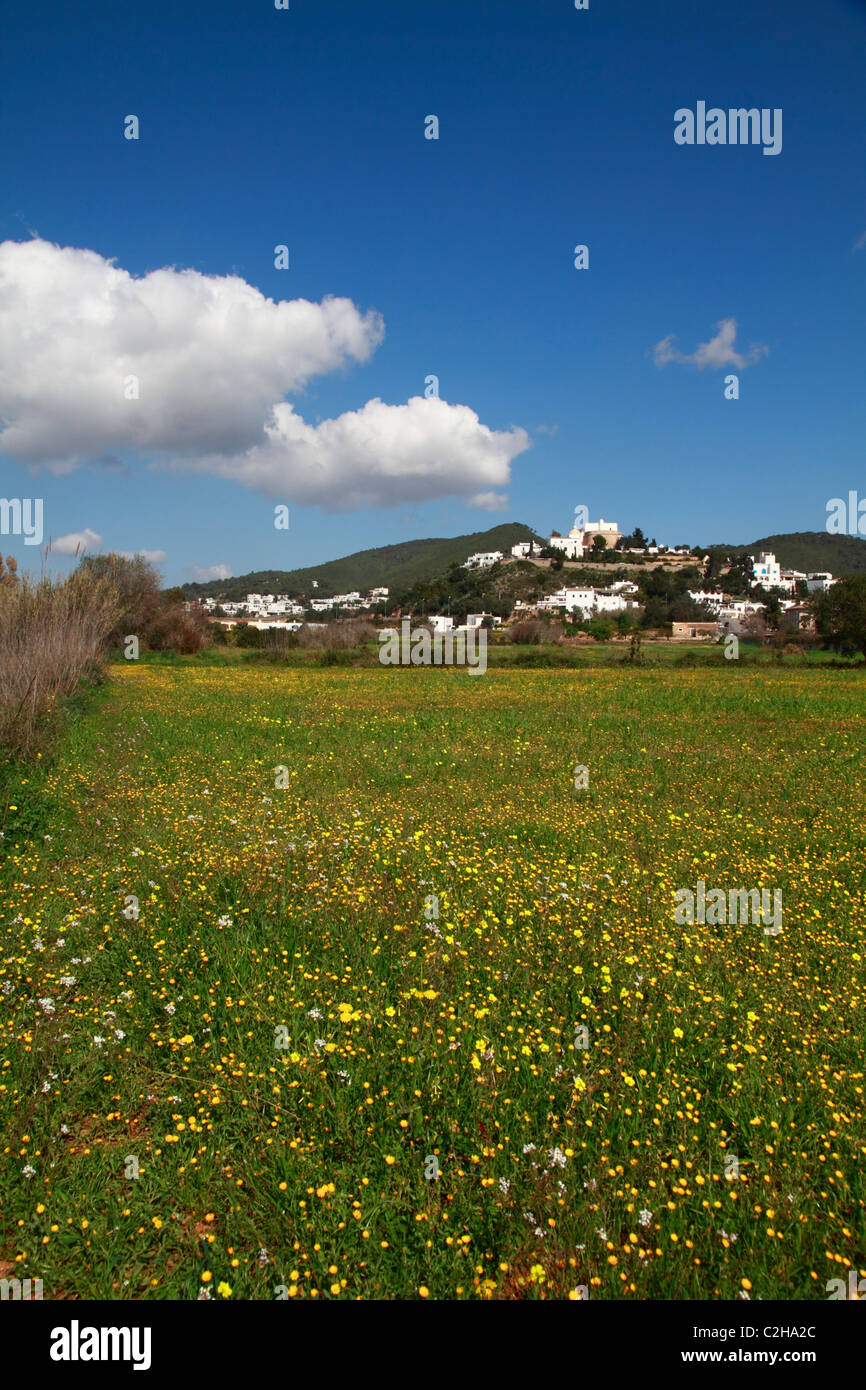 Wildflower field, general view Stock Photo - Alamy
