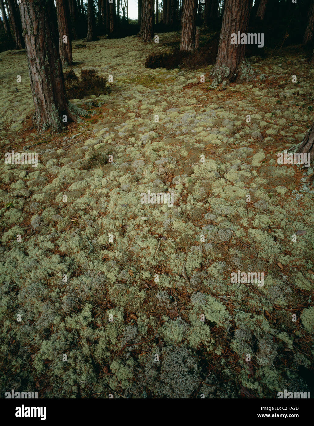 Grampians Scotland Forest High Resolution Stock Photography and Images ...