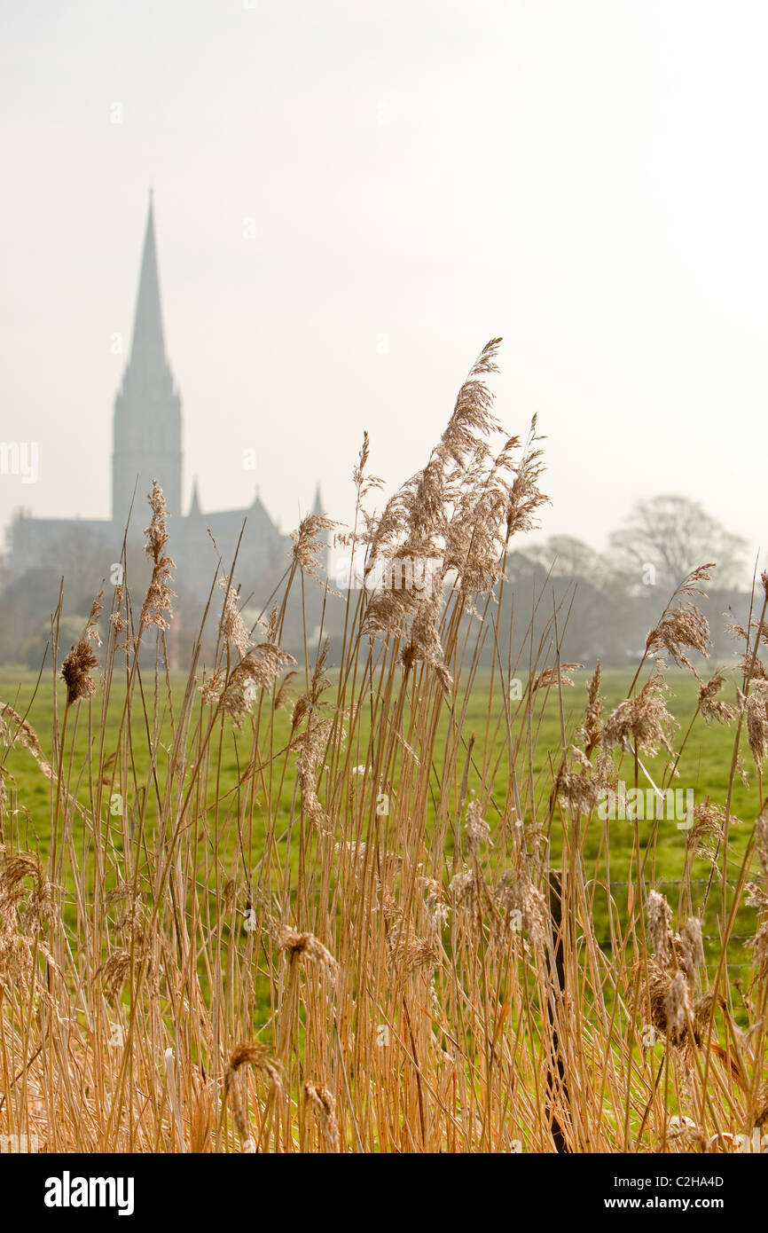 reeds growing from streams Salisbury Englands UK Stock Photo - Alamy