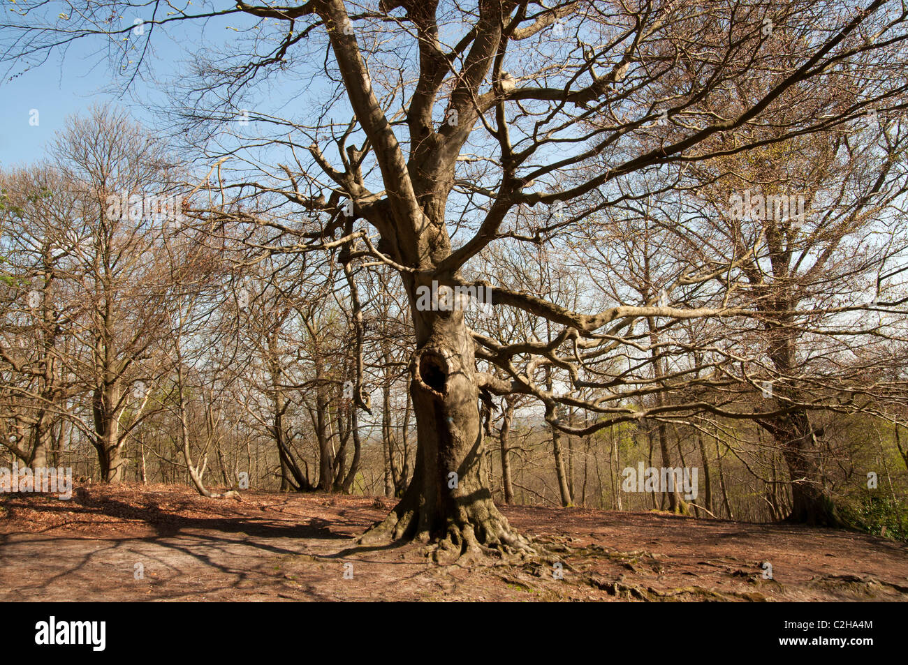 Beech tree in forest kent countryside England UK Stock Photo - Alamy