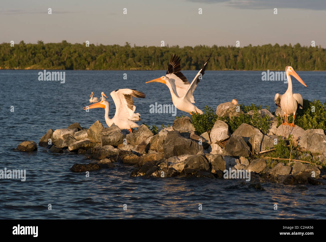 Lake Of The Woods, Ontario, Canada; Pelicans Stock Photo - Alamy