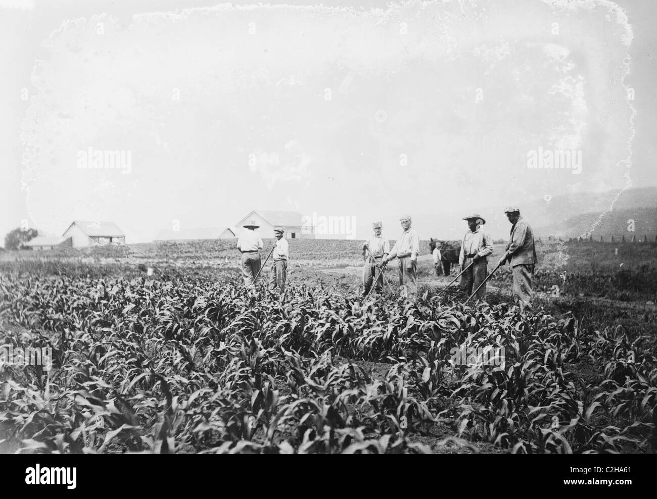 Hoeing corn, Great Meadows Stock Photo - Alamy