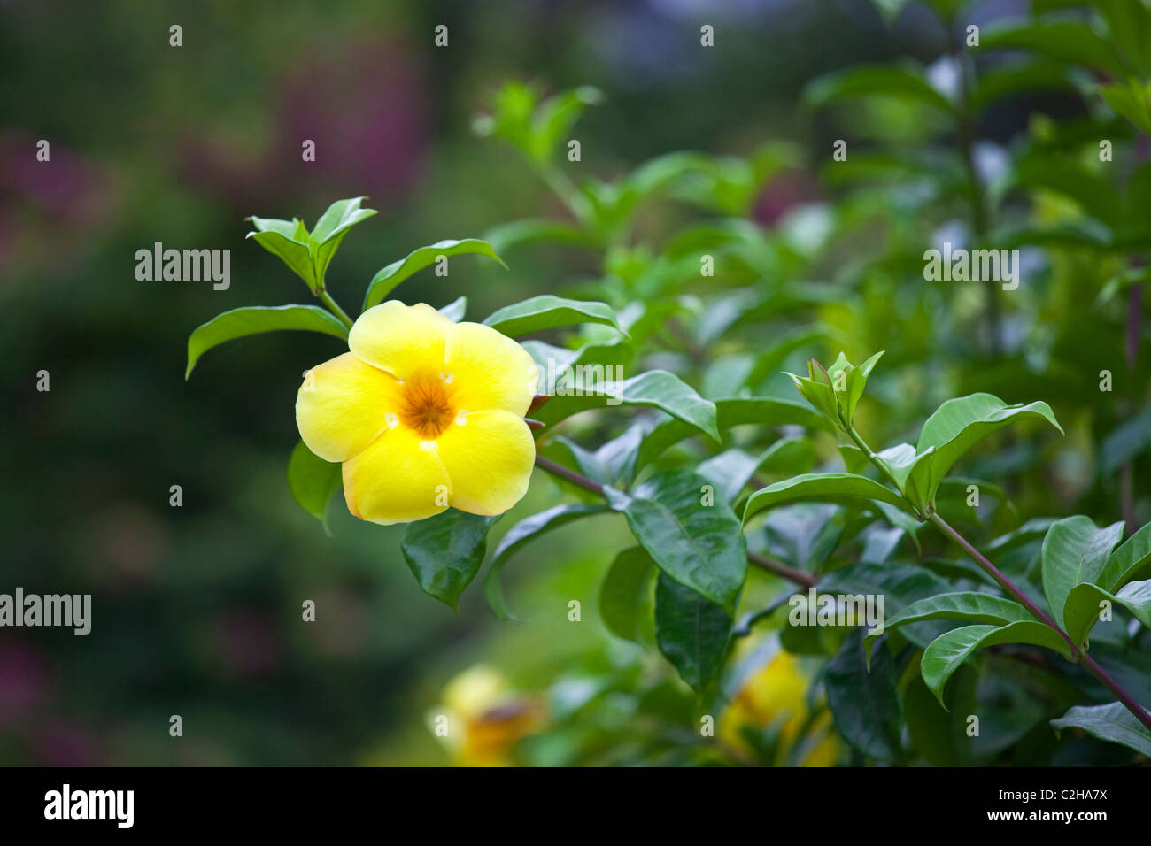 National flower of colombia hi-res stock photography and images - Alamy