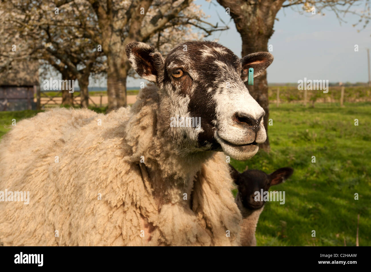 sheep with newborn lambs in Old Kent Cherry Orchard planted in the ...