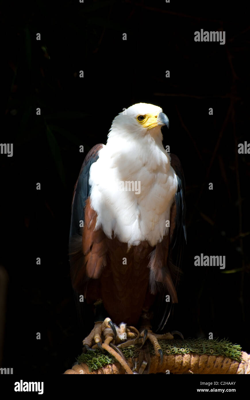 Bald eagles in captivity hi-res stock photography and images - Alamy