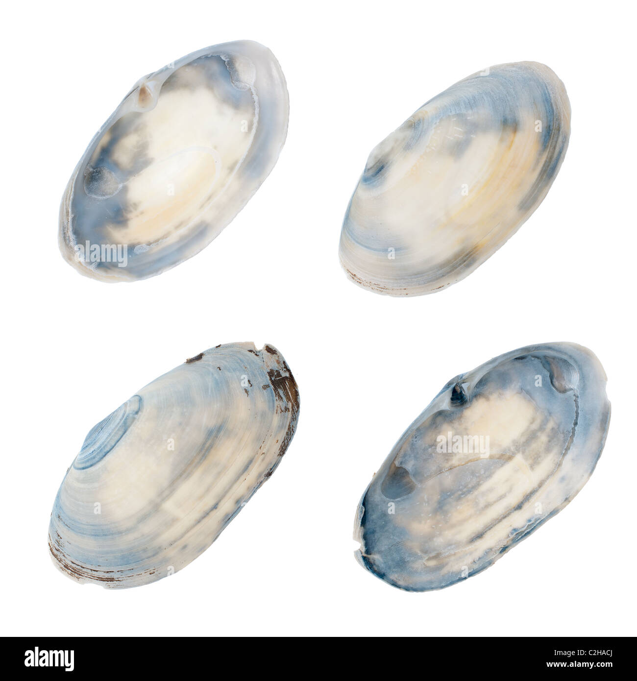 Close view of large clam shells isolate on white background Stock Photo ...
