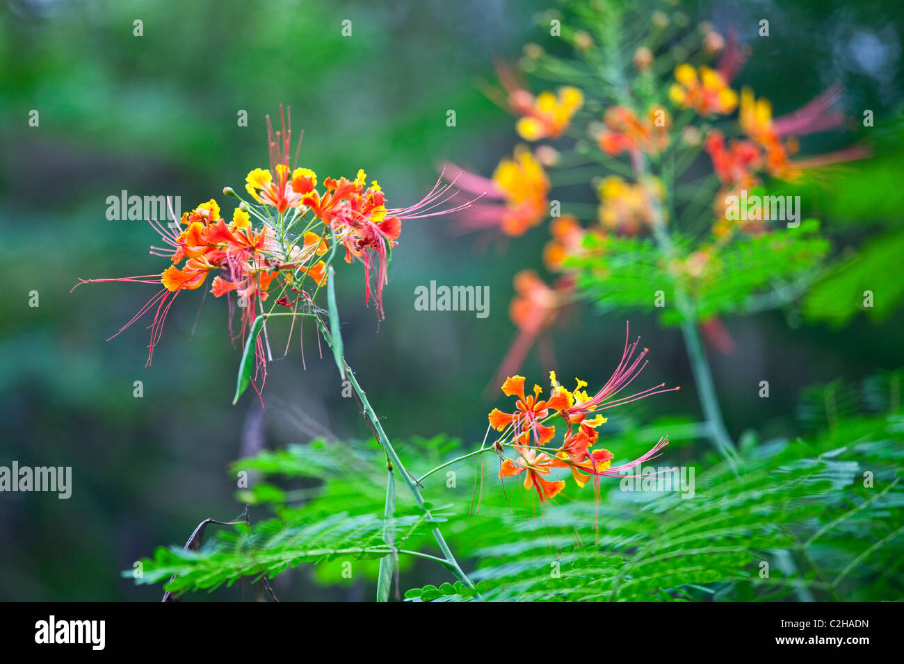 National flower of colombia hi-res stock photography and images - Alamy