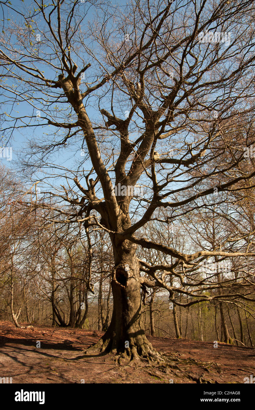 Beech tree in forest kent countryside England UK Stock Photo - Alamy