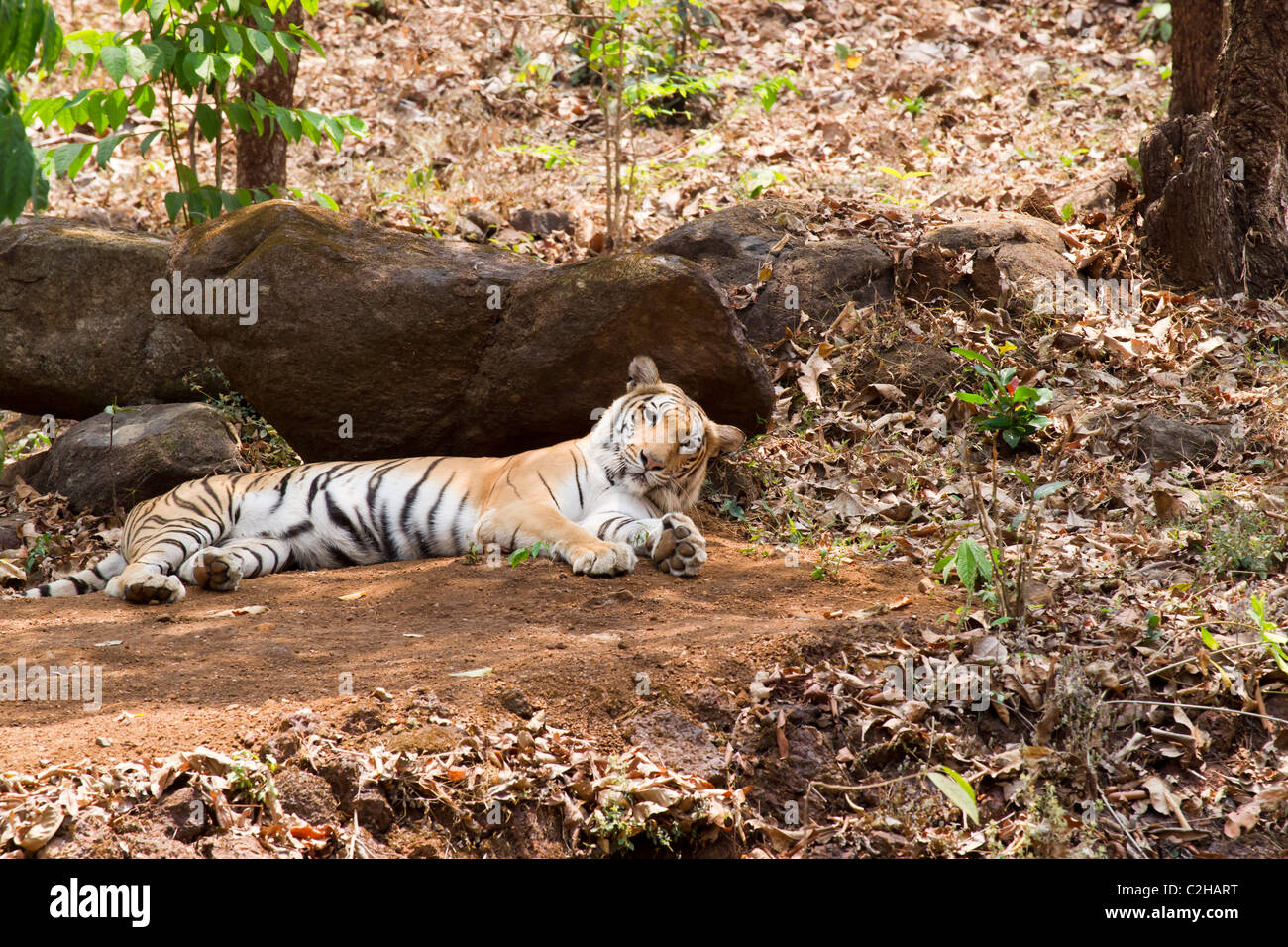 A tiger resting in the shade at Bondla, Goa, India Stock Photo - Alamy