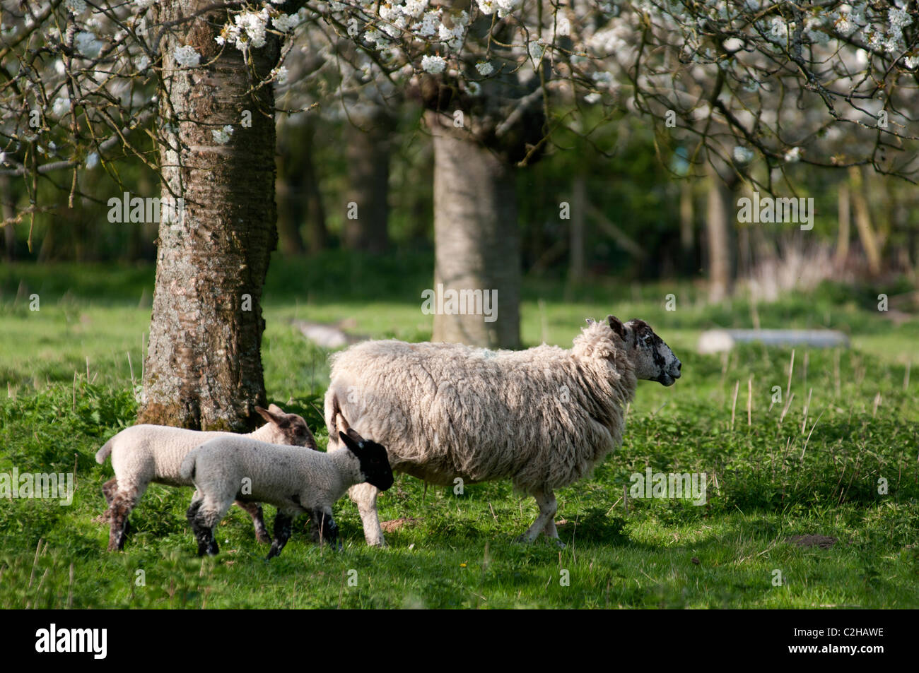 Sheep and newborn lambs in Old Kent Cherry Orchard planted in the 1940s ...