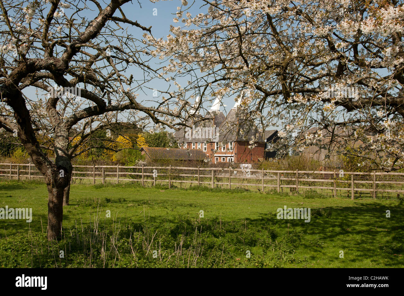 Oast house by Old Kent Cherry Orchard planted in the 1940s, in blossom ...