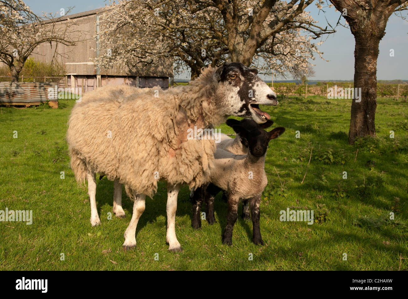 sheep with newborn lambs in Old Kent Cherry Orchard planted in the ...
