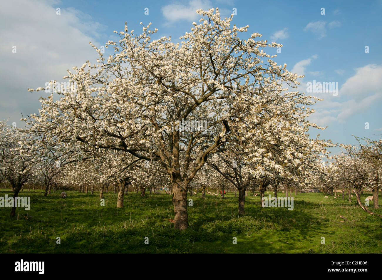 Old Kent Cherry Orchard planted in the 1940s, in blossom England UK ...