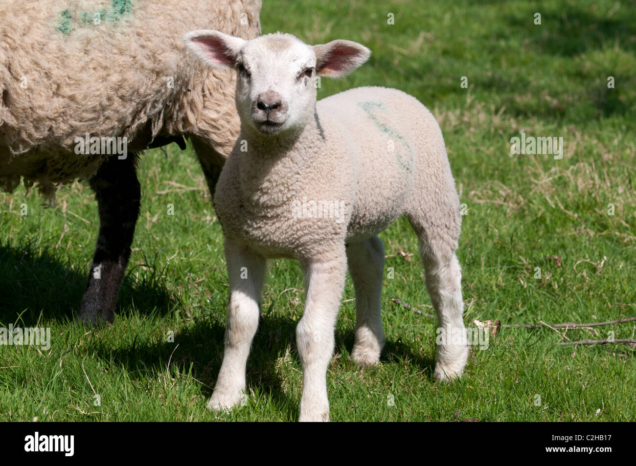 1940s sheep farm hi-res stock photography and images - Alamy