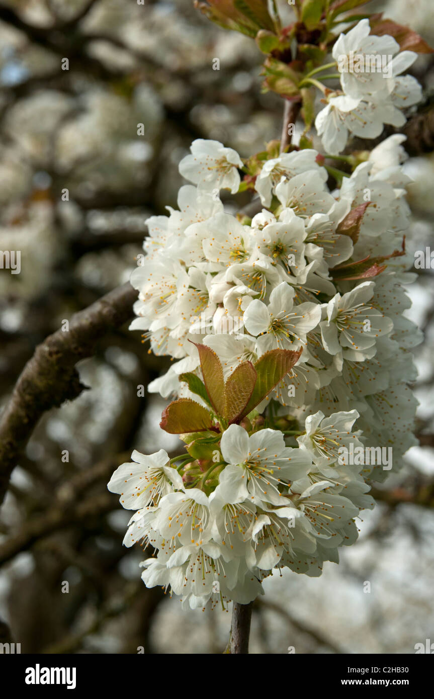 Old Kent Cherry Orchard planted in the 1940s, in blossom England UK ...