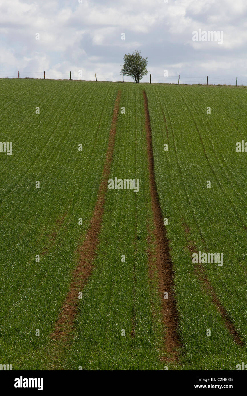 cotswolds rolling hills gloucestershire england uk Stock Photo - Alamy