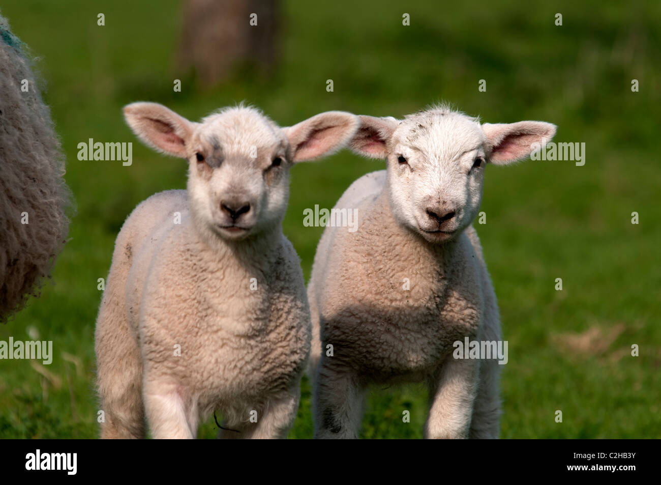 Sheep and newborn lambs in Old Kent Cherry Orchard planted in the 1940s ...