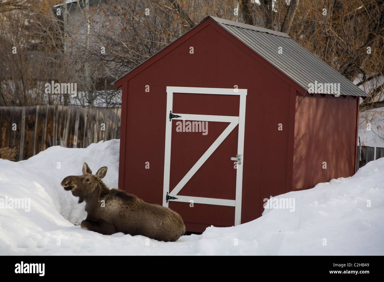 Moose lying down hi-res stock photography and images - Alamy
