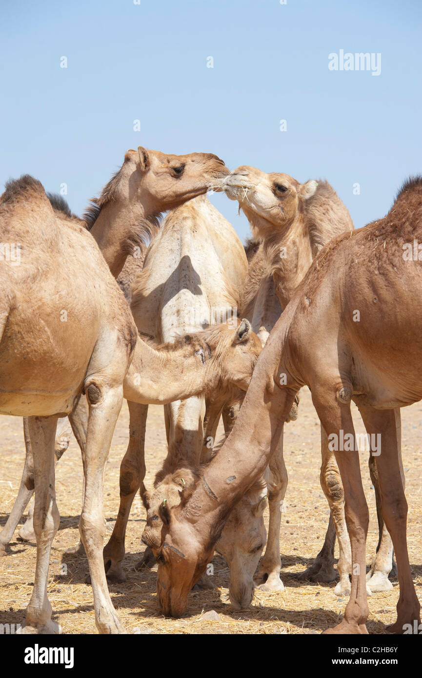 Egyptian dromedaries hi-res stock photography and images - Alamy