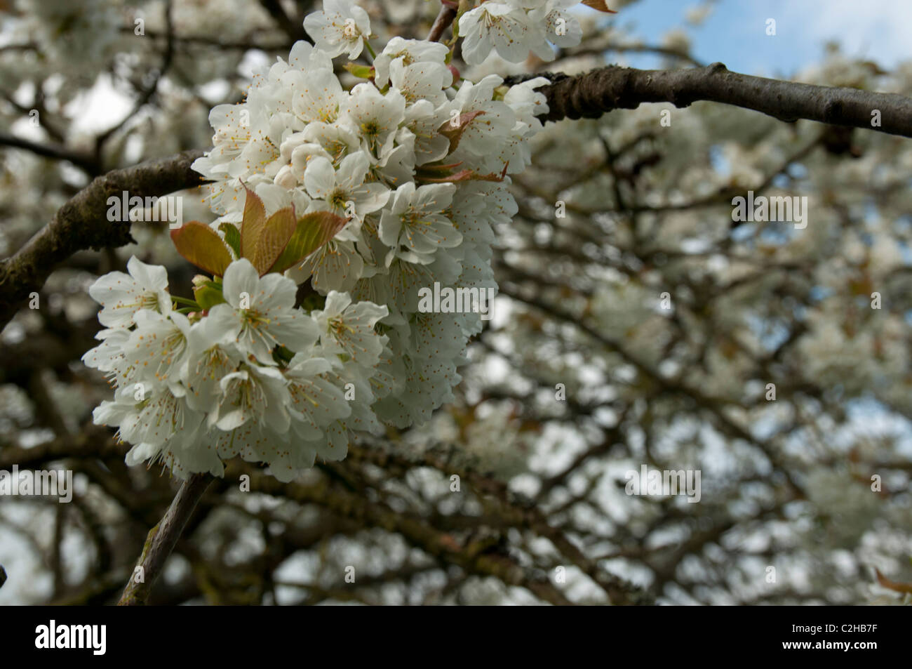 Rows of cherry trees in an orchard in spring hi-res stock photography ...