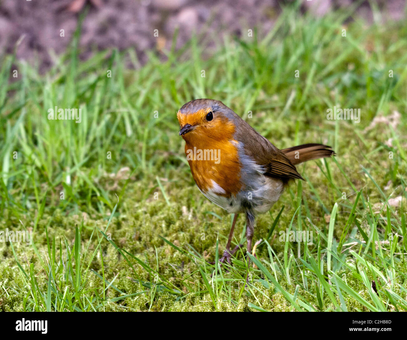 Robin garden bird hi-res stock photography and images - Alamy