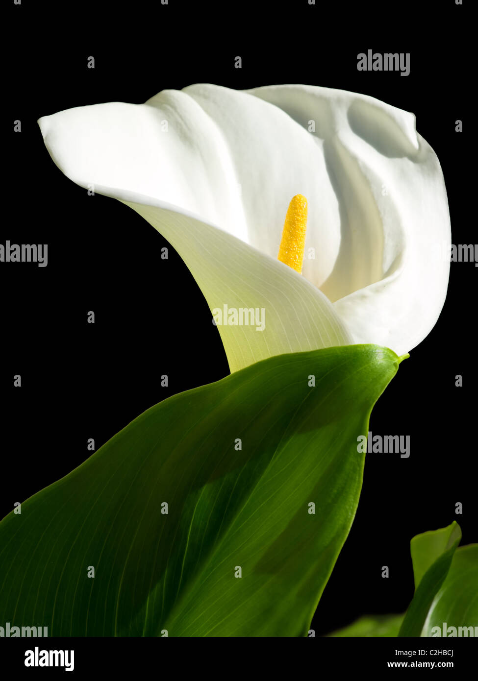 Calla Lily flower isolated on a black background Stock Photo - Alamy