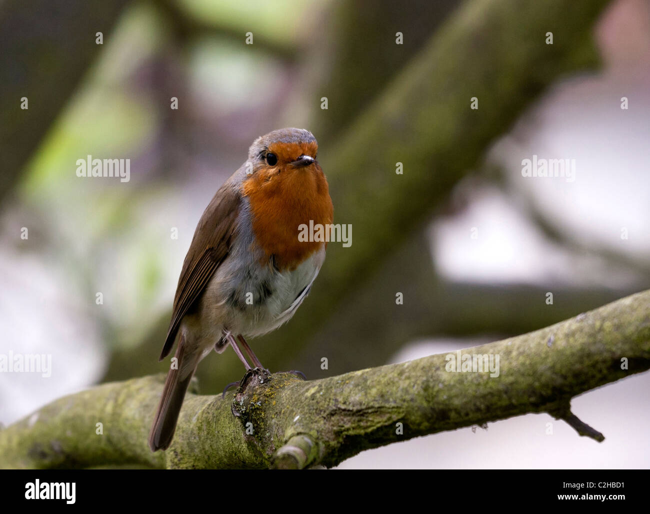 Robin garden bird hi-res stock photography and images - Alamy