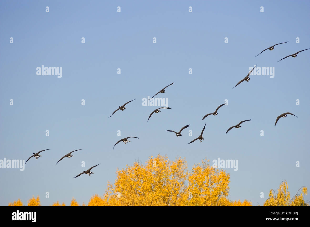 Group Of Geese Flying Stock Photo - Alamy