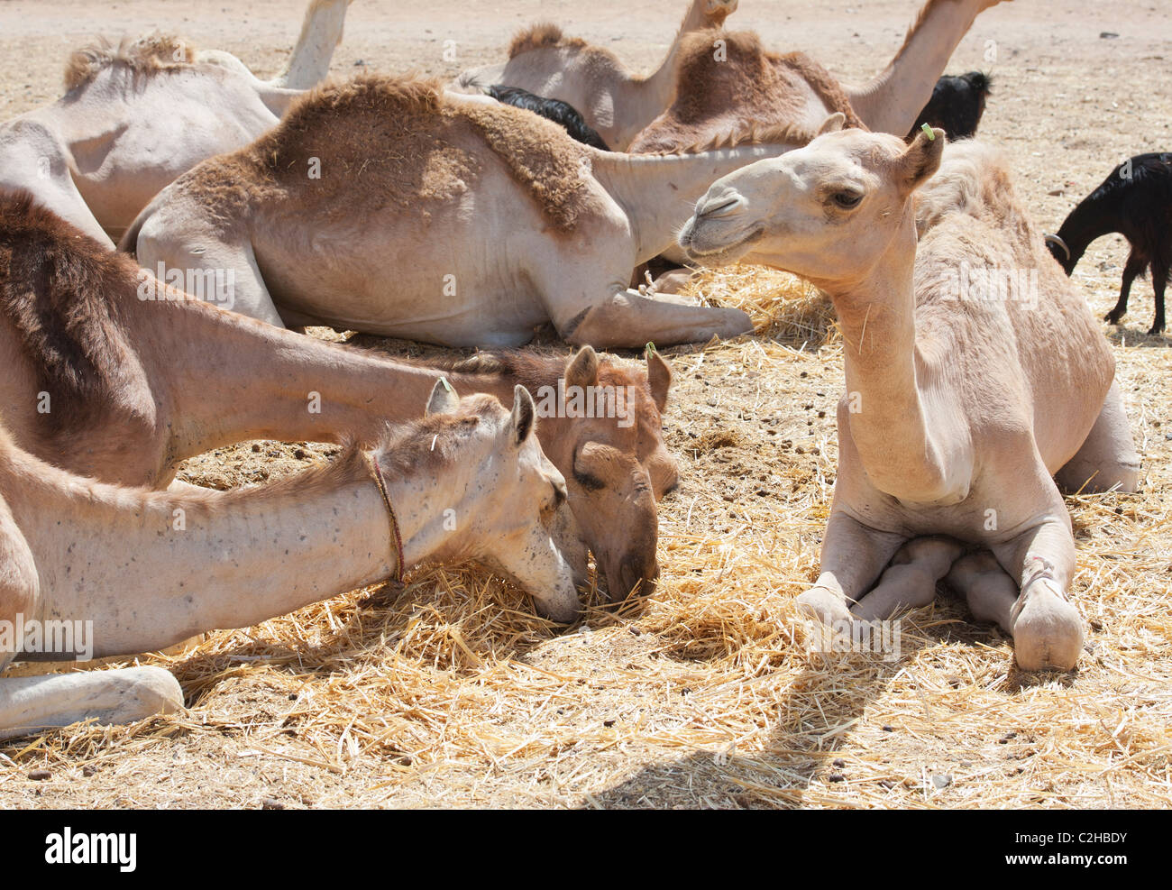 African camel hi-res stock photography and images - Alamy