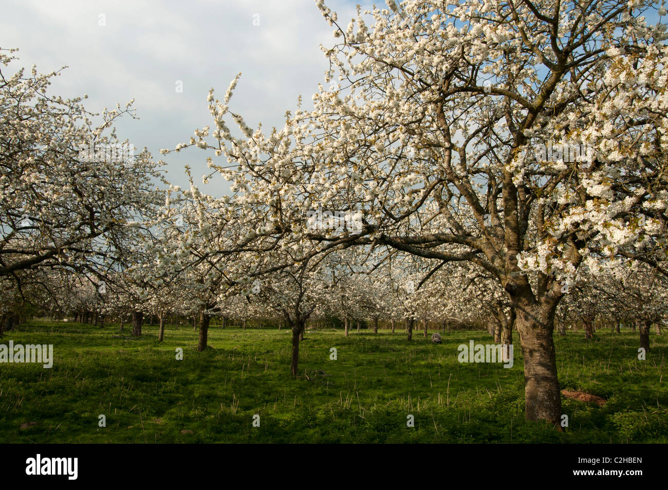 Old Kent Cherry Orchard planted in the 1940s, in blossom England UK ...